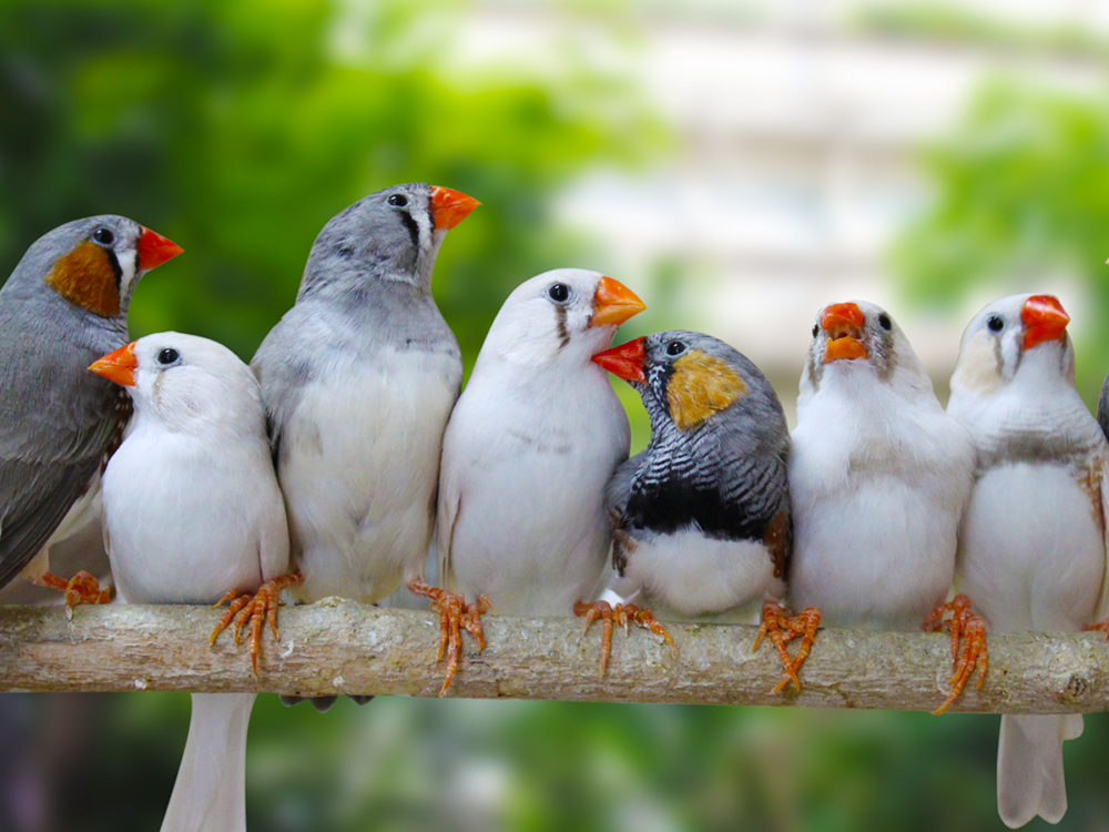 Zebra finches are social singers, new research finds - Australian ...