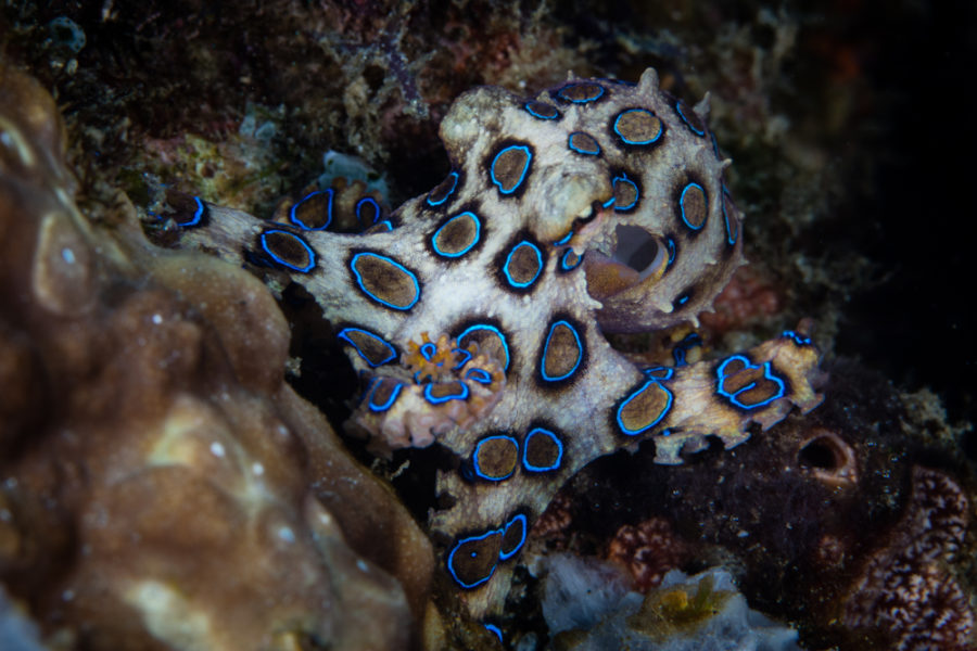 Fact File: Blue-ringed octopus (Hapalochlaena maculosa) - Australian ...