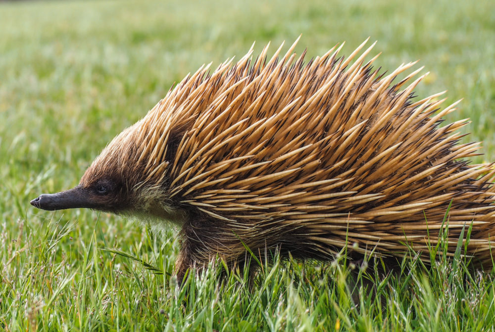 Fact File: Short-beaked echidna (Tachyglossus aculeatus) - Australian ...