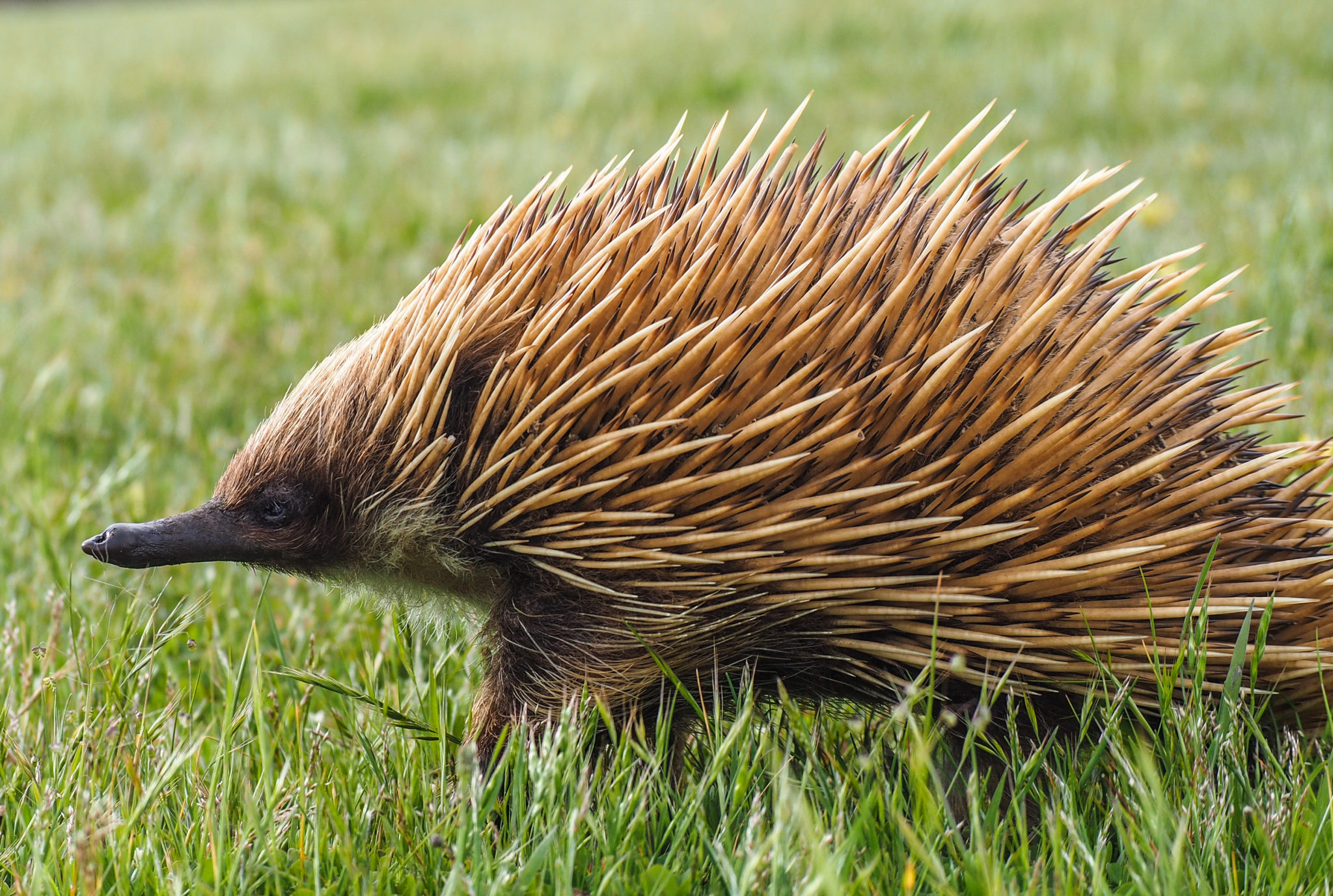 Fact File: Short-beaked echidna (Tachyglossus aculeatus) - Australian ...