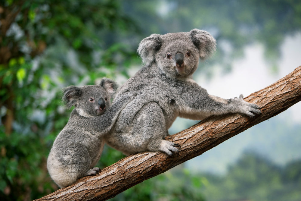 Fact File: Koala (Phascolarctos cinereus) - Australian Geographic