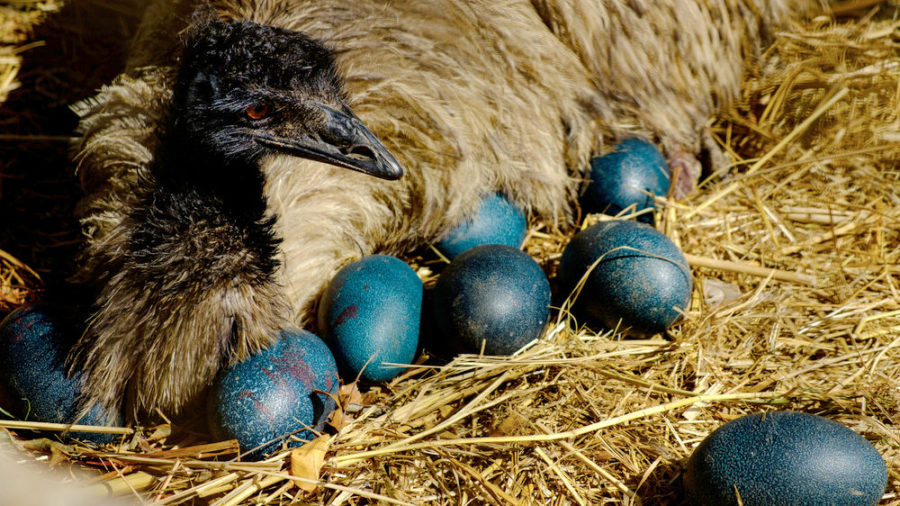 Fact File: Emu (Dromaius novaehollandiae) - Australian Geographic