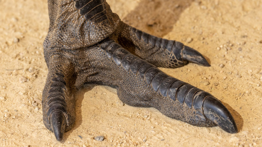 Fact File: Emu (Dromaius novaehollandiae) - Australian Geographic