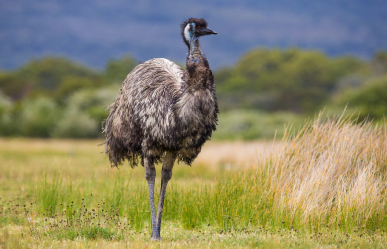 Fact File: Emu (Dromaius novaehollandiae) - Australian Geographic