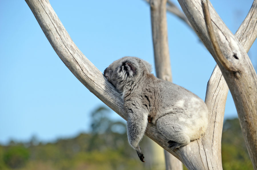 Fact File: Koala (Phascolarctos cinereus) - Australian Geographic