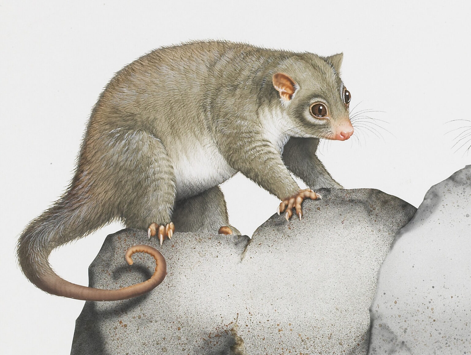 A guide to Australia's possums and gliders - Australian Geographic