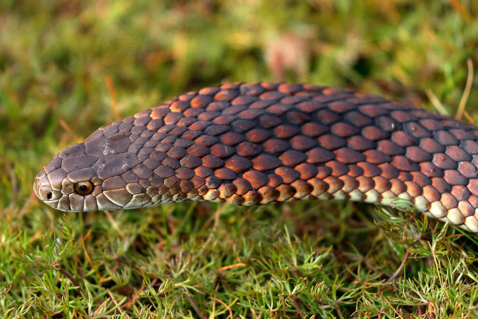 Fact File: Copperhead snake (Austrelaps labialis, ramsayi, superbus ...