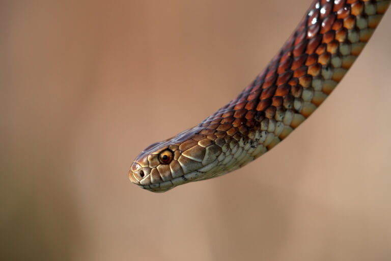 Fact File: Copperhead snake (Austrelaps labialis, ramsayi, superbus ...