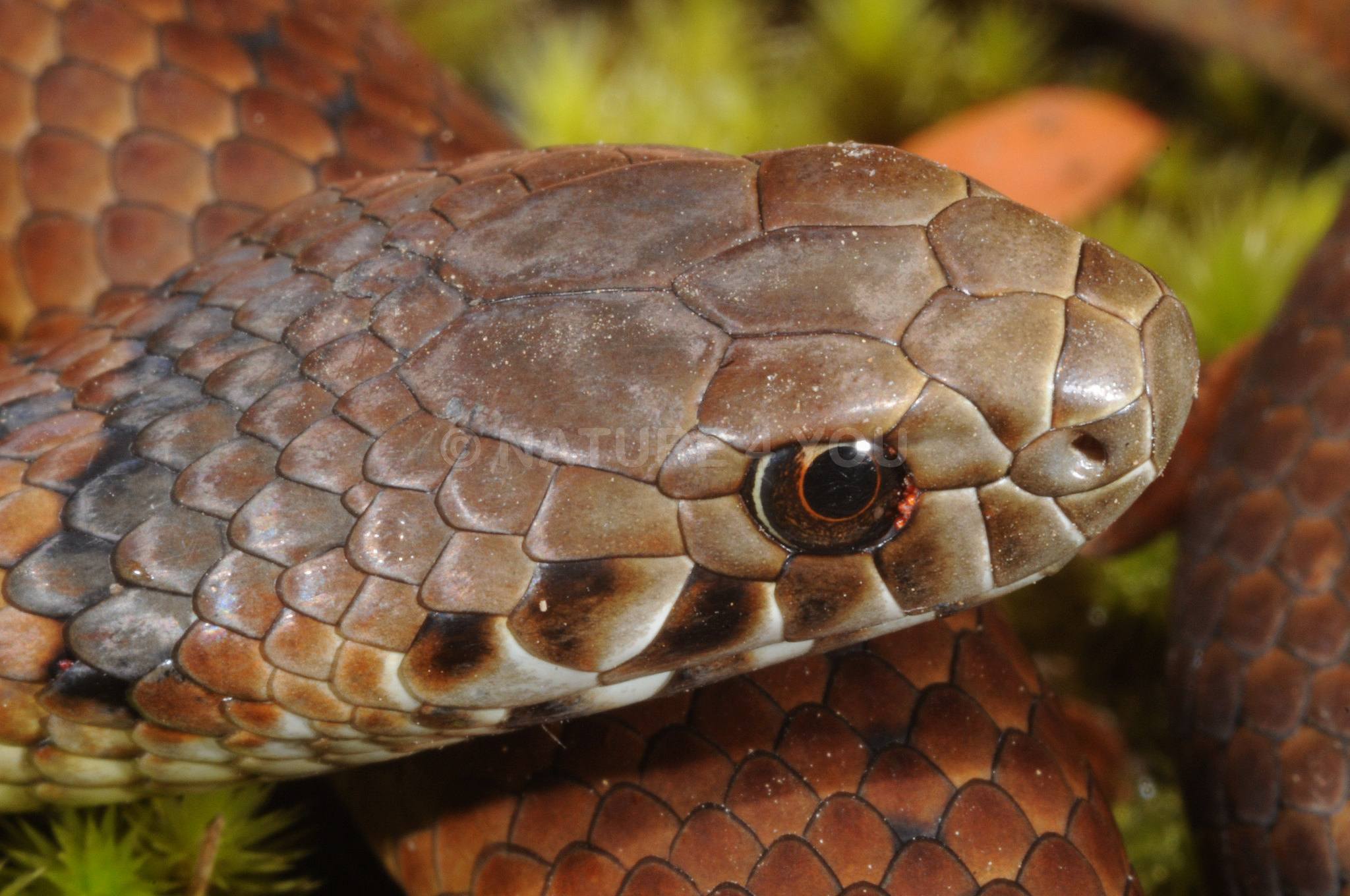 Fact File: Copperhead snake (Austrelaps labialis, ramsayi, superbus ...