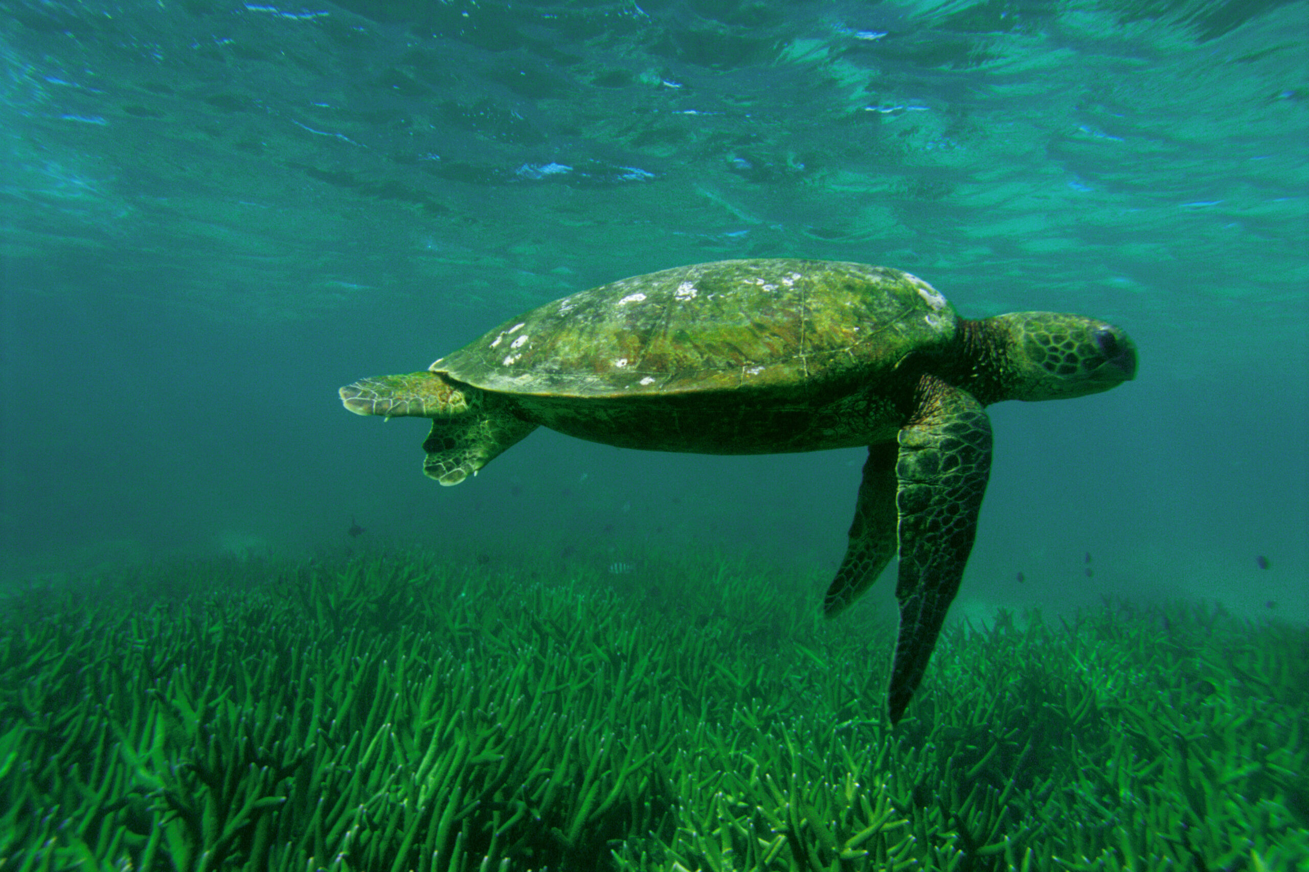 Help save marine turtles - Australian Geographic