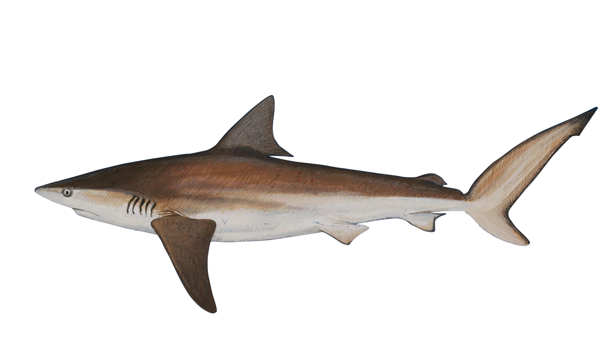 A guide to Australian sharks - Australian Geographic