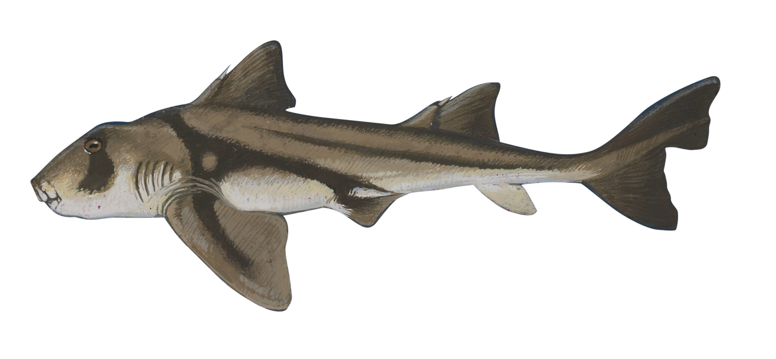 A guide to Australian sharks - Australian Geographic