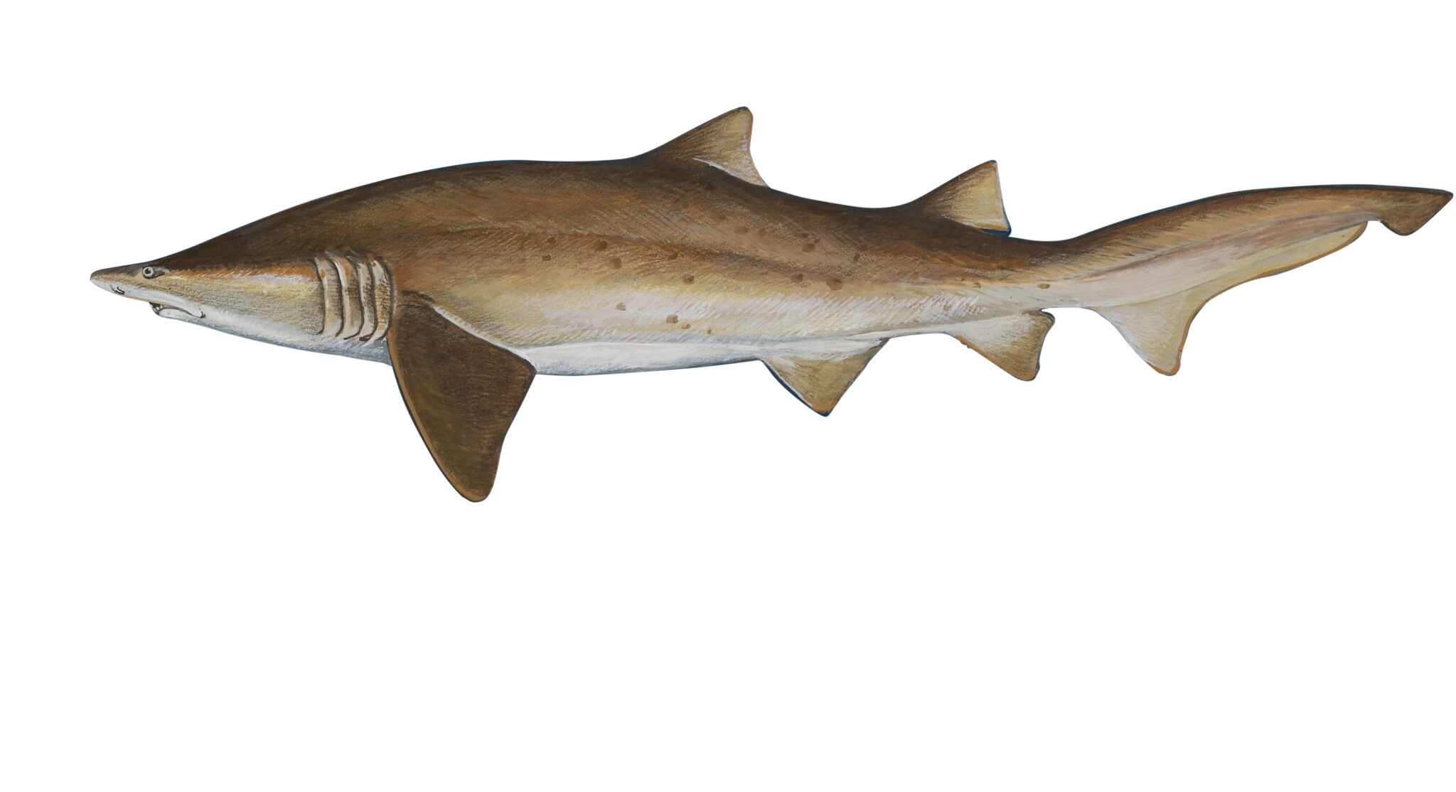 A guide to Australian sharks - Australian Geographic