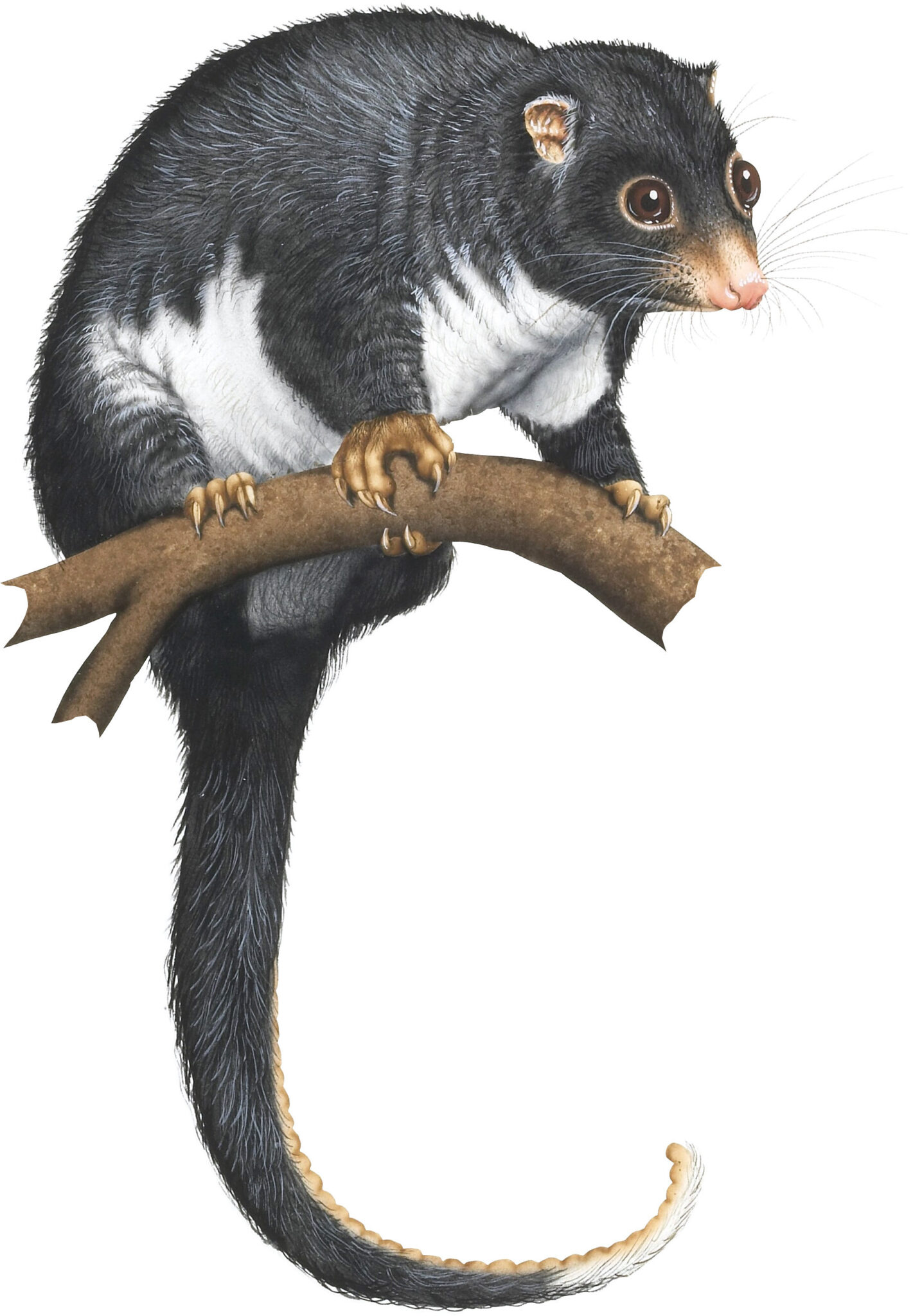 A guide to Australia's possums and gliders - Australian Geographic