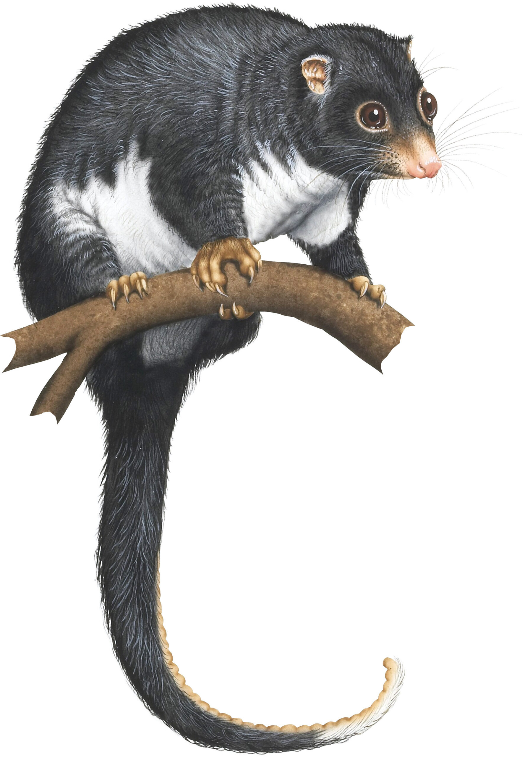 A guide to Australia's possums and gliders - Australian Geographic