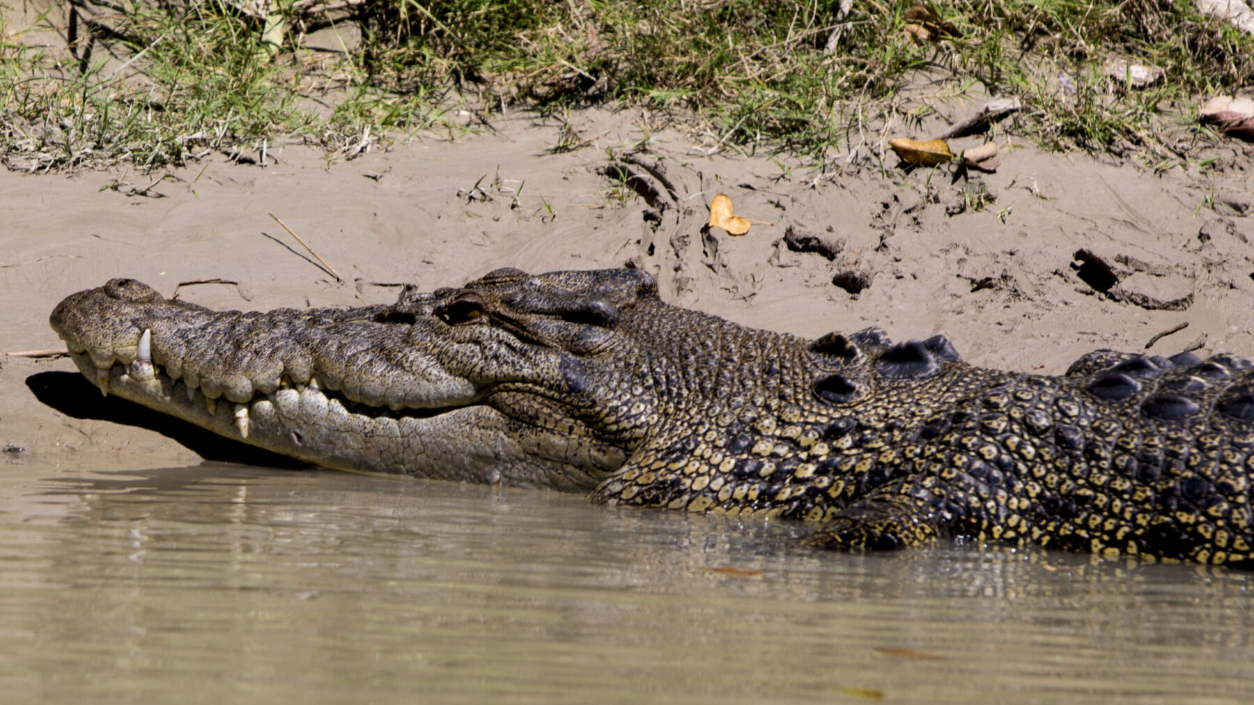Fact File: Estuarine crocodile (Crocodylus porosus) - Australian Geographic