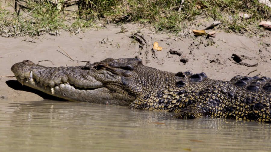 Fact File: Estuarine crocodile (Crocodylus porosus) - Australian Geographic