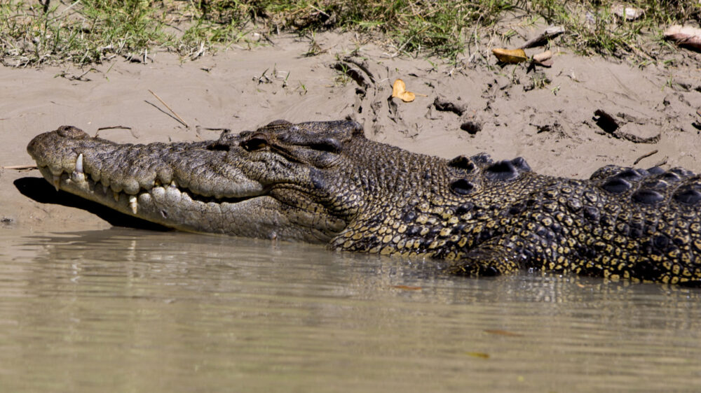 Australia's most dangerous animals - Australian Geographic