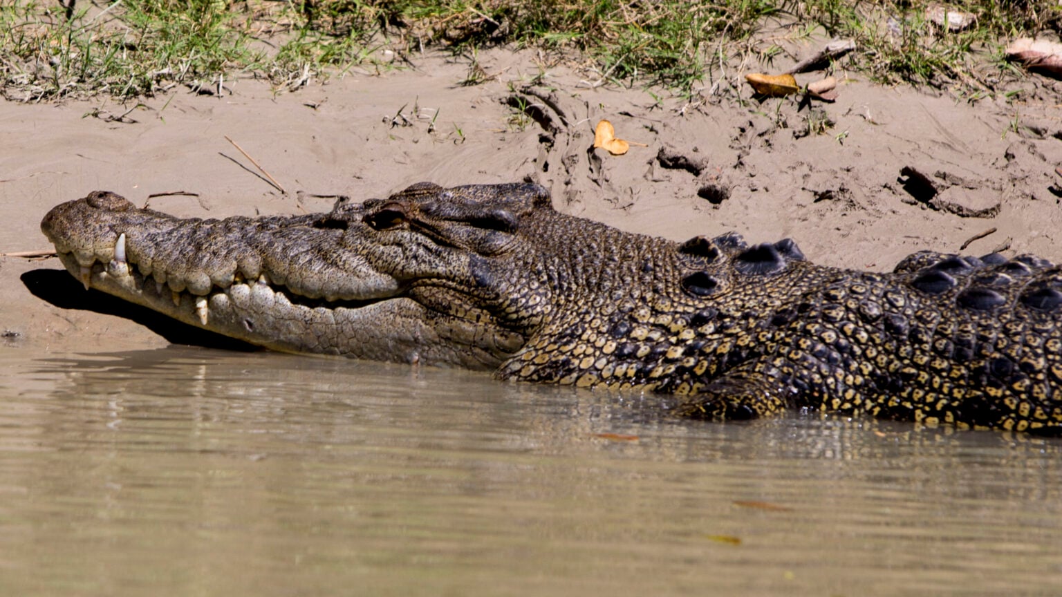 Australia's most dangerous animals - Australian Geographic
