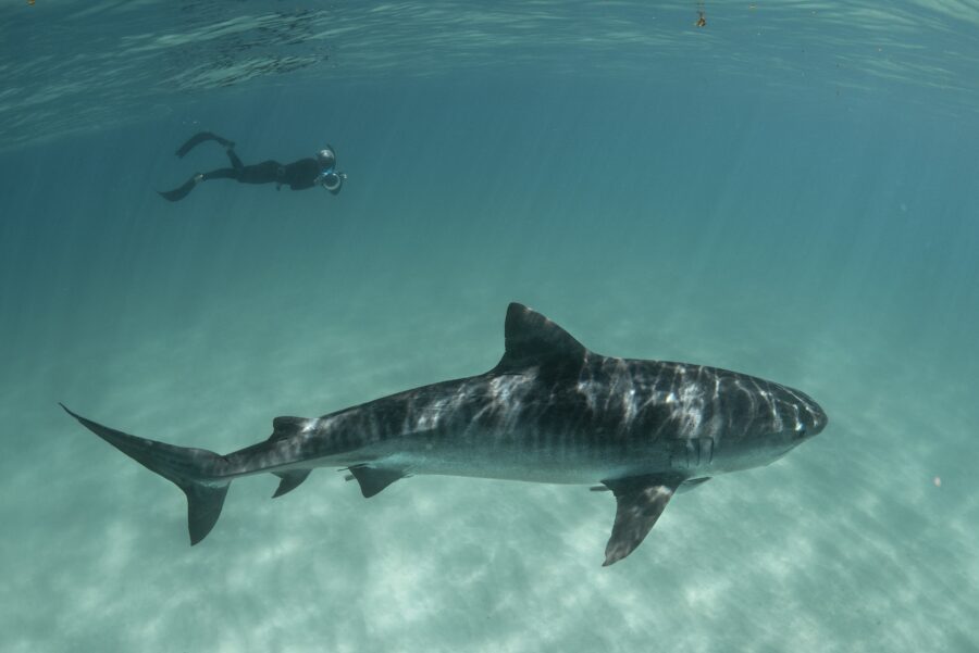 Fact File: Tiger shark (Galeocerdo cuvier)- Australian Geographic Fact File: Tiger shark (Galeocerdo cuvier)- Australian Geographic