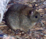 Fact File: Greater stick-nest rat (Leporillus conditor) - Australian ...