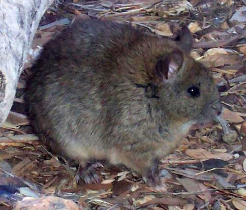 Fact File: Greater stick-nest rat (Leporillus conditor) - Australian ...