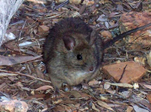 Fact File: Greater stick-nest rat (Leporillus conditor) - Australian ...