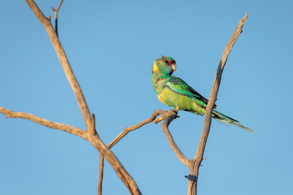 Massive land purchase for new national park "back o'Bourke ...
