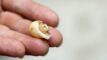 Have you ever wondered how shells are birthed? - Australian Geographic
