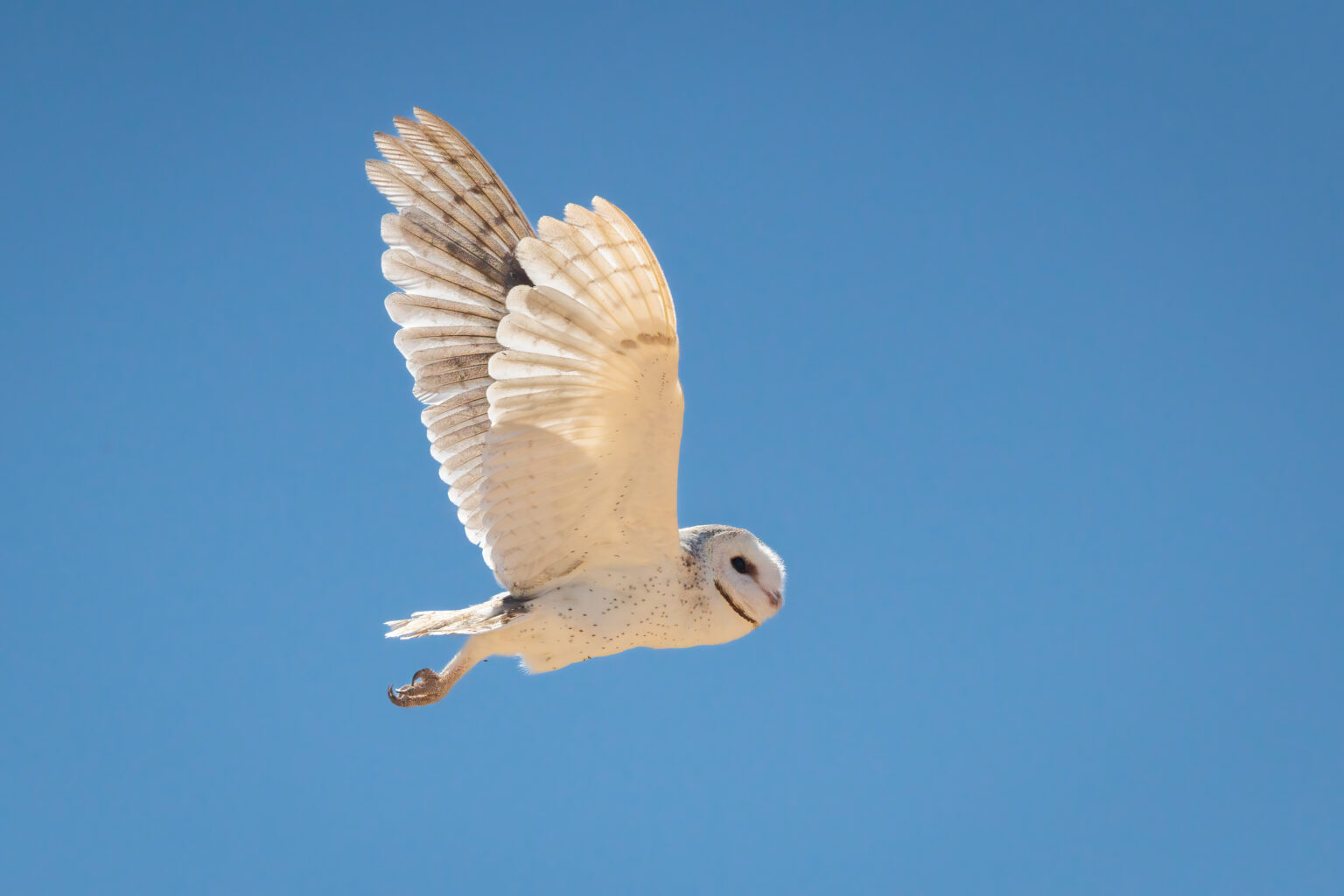Massive land purchase for new national park "back o'Bourke ...