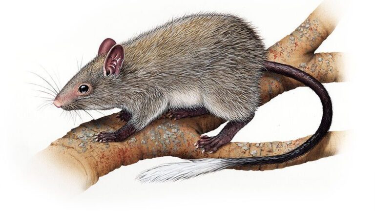 7 clever Aussie native rodents - Australian Geographic
