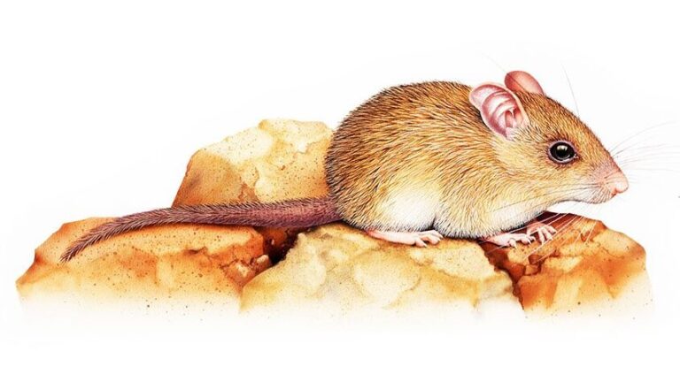 7 clever Aussie native rodents - Australian Geographic