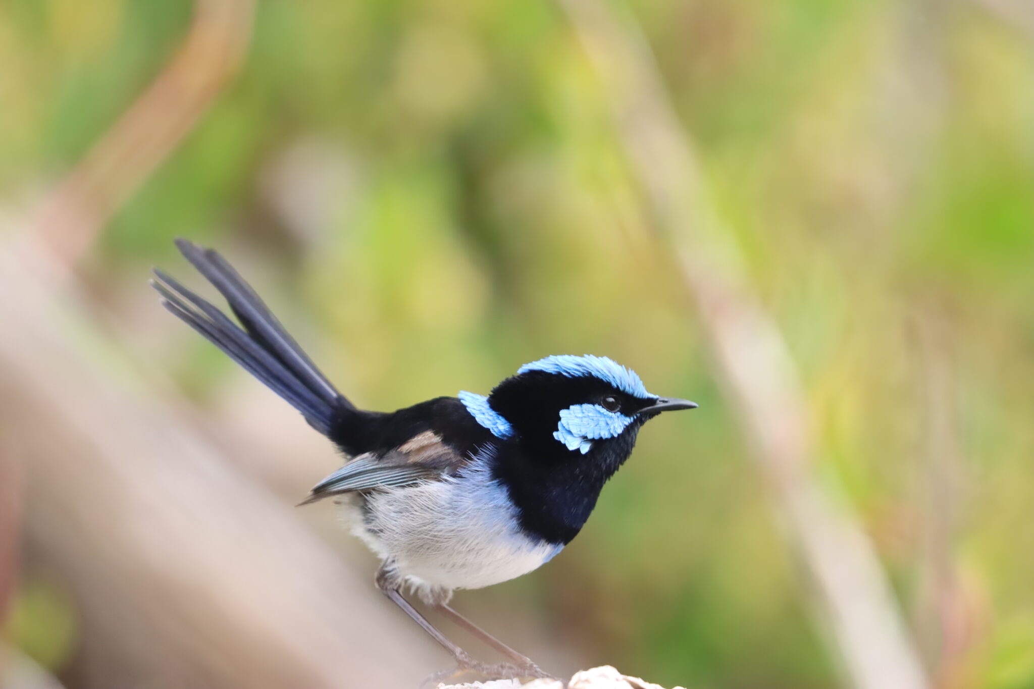 The 300 islands of South Australia - Australian Geographic