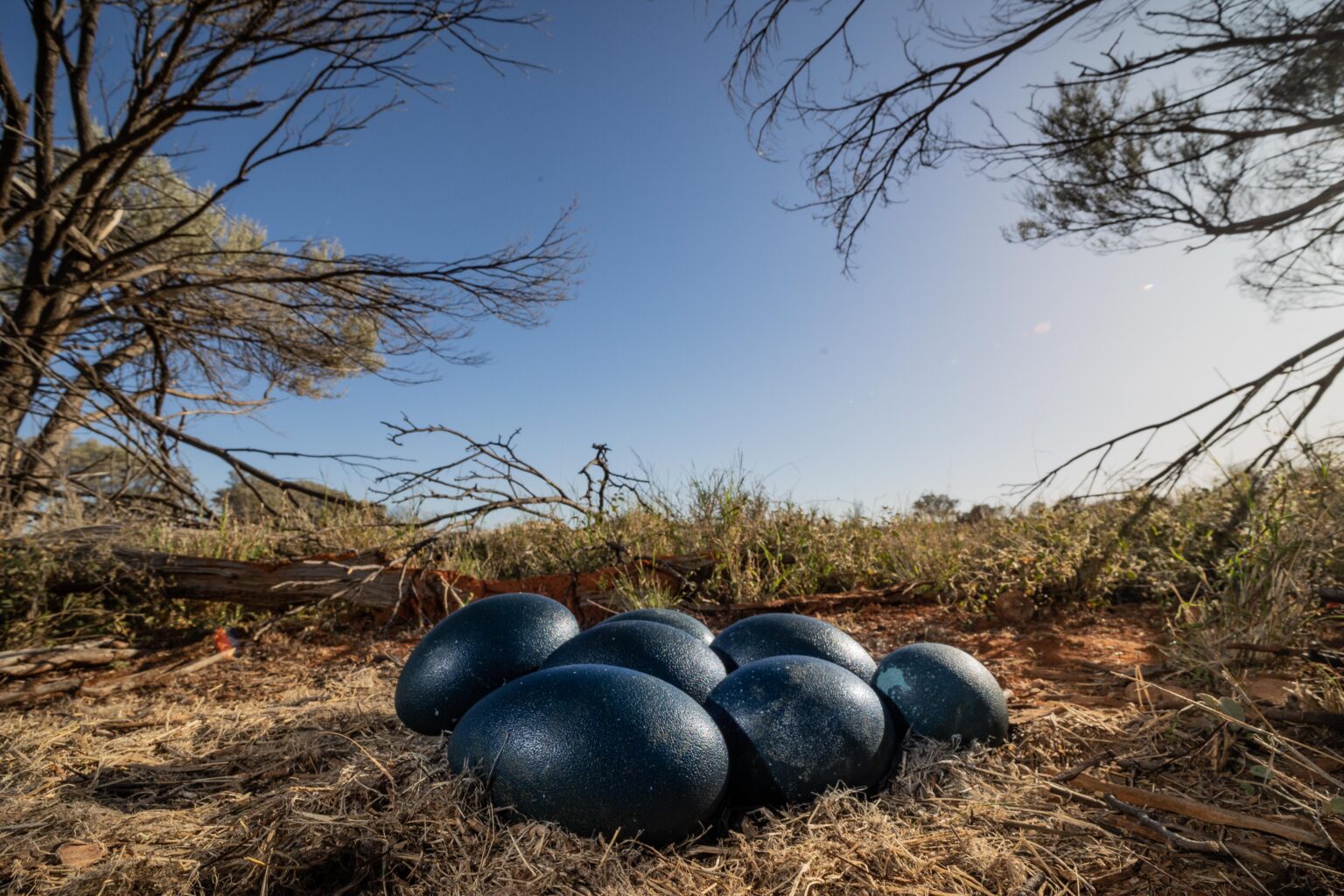 Massive land purchase for new national park "back o'Bourke ...