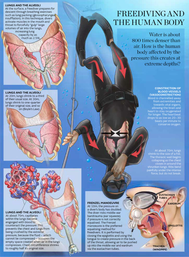 Freedom in the deep - Australian Geographic