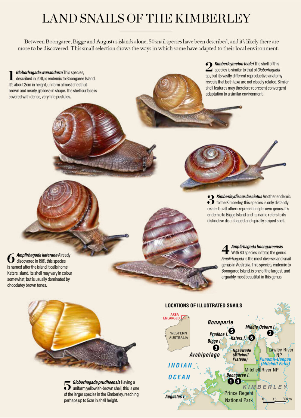 A Kimberley cornucopia - Australian Geographic