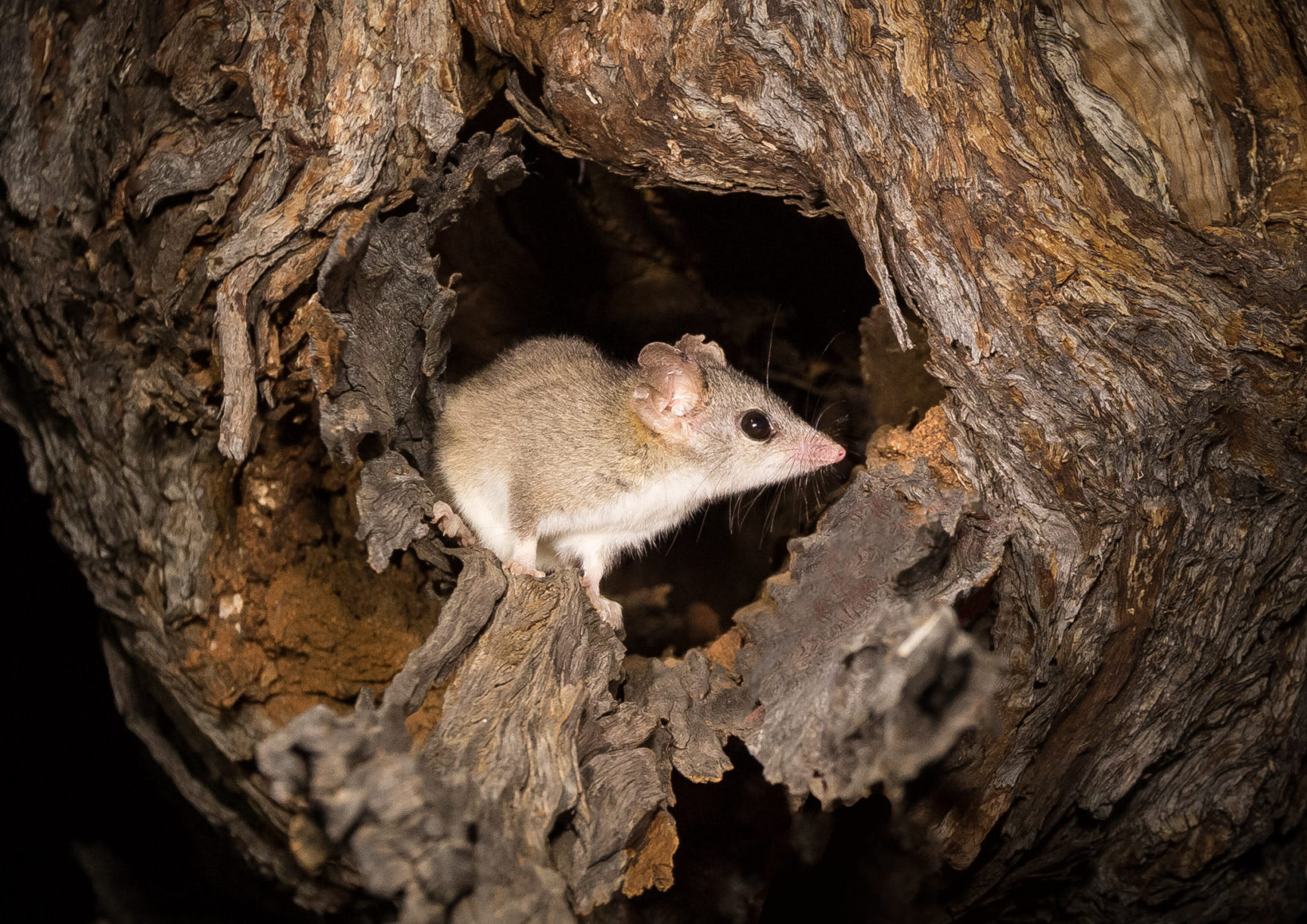 New safe haven for locally extinct red-tailed phascogale - Australian ...