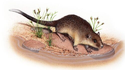 7 clever Aussie native rodents - Australian Geographic