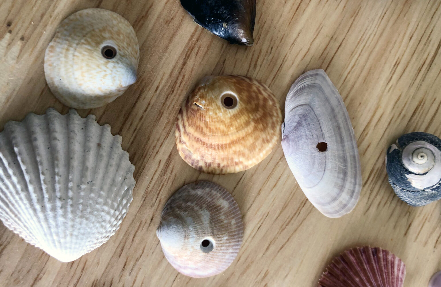 What causes these holes in seashells? - Australian Geographic