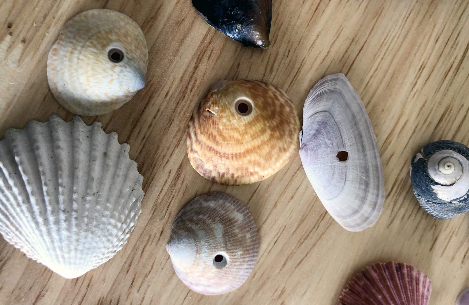 What Causes These Holes In Seashells Australian Geographic