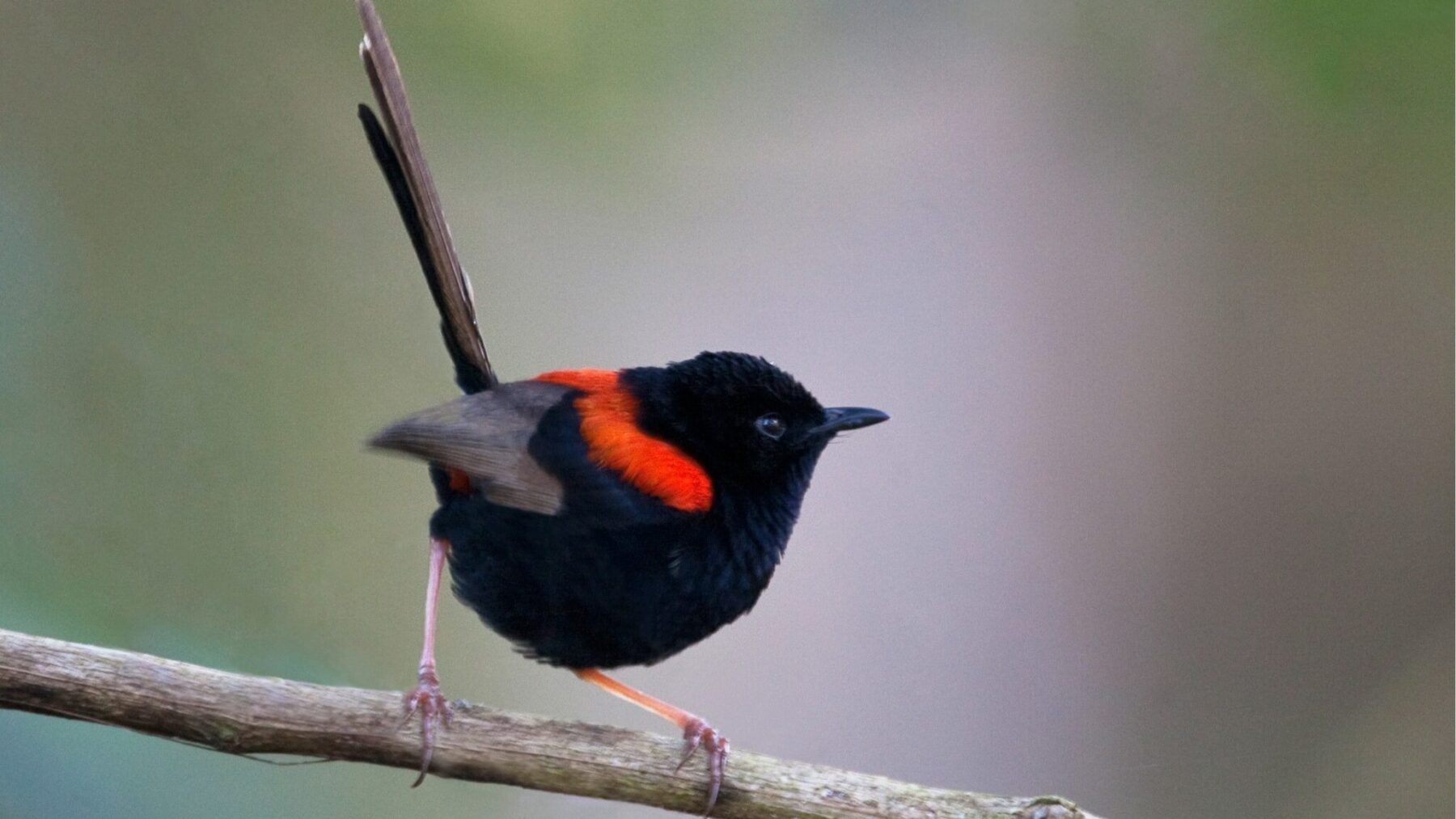 A guide to Australia’s fairy-wrens - Australian Geographic