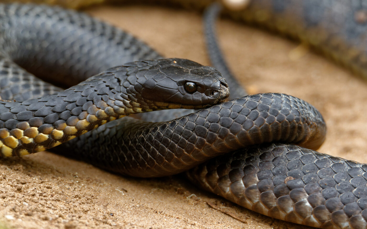 Top 10 most venomous animals in Australia - Australian Geographic