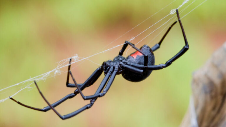Hoarding, sexual cannibalism, and messy webs: Redback spiders live a ...