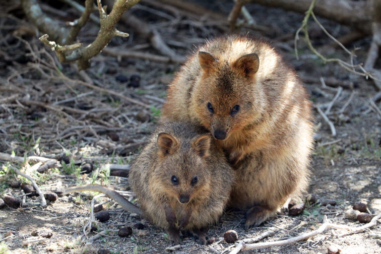 Fact File: Quokka (Setonix brachyurus) - Australian Geographic