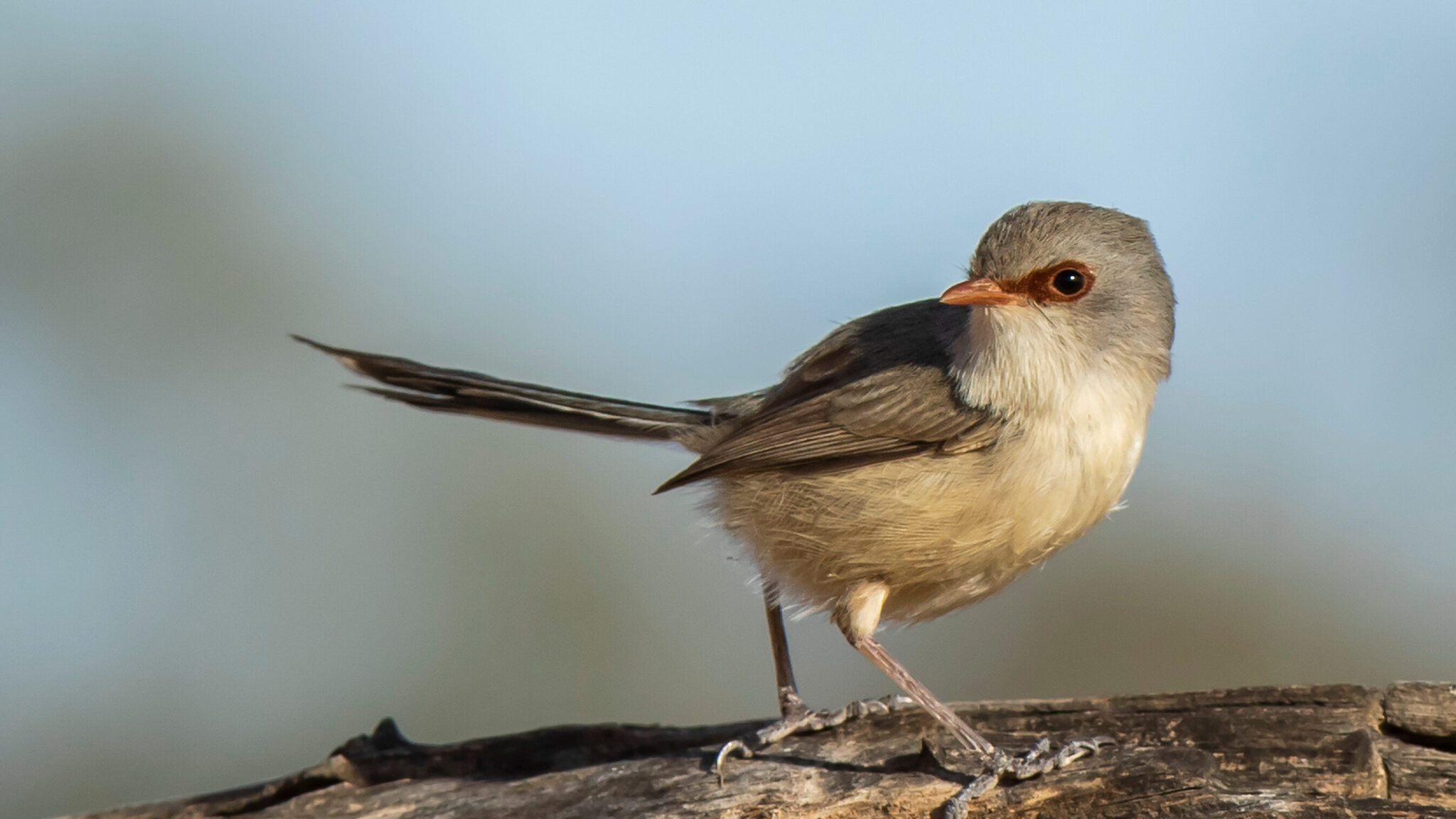 A guide to Australia’s fairy-wrens - Australian Geographic