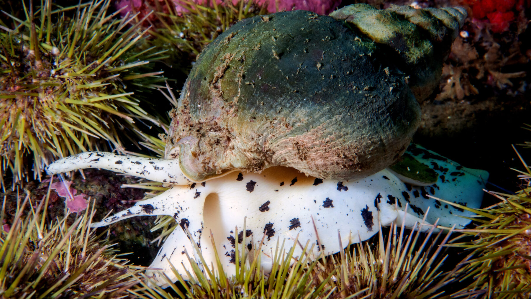 What causes these holes in seashells? - Australian Geographic