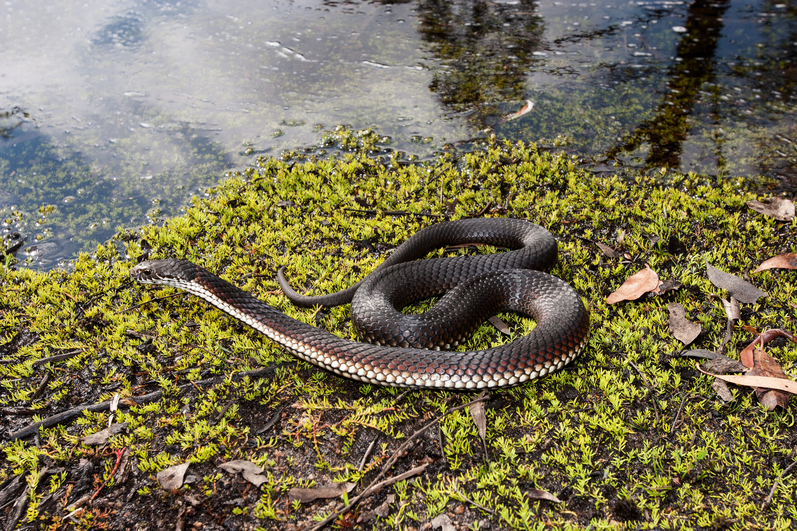 Fact File: Copperhead snake (Austrelaps labialis, ramsayi, superbus ...