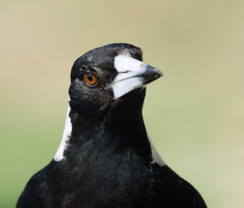 Here are 4 things you definitely didn’t know about Aussie magpies ...
