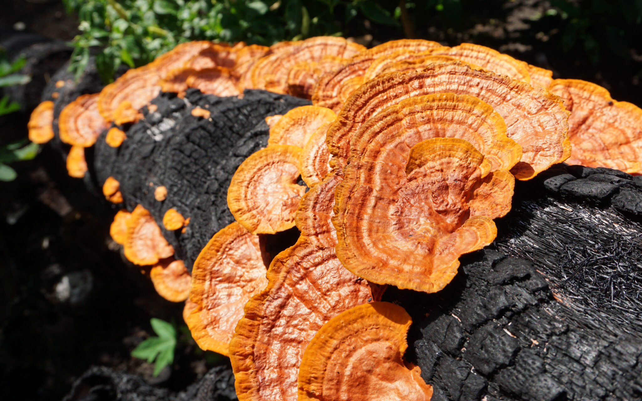 Top 10 Aboriginal bush medicines - Australian Geographic