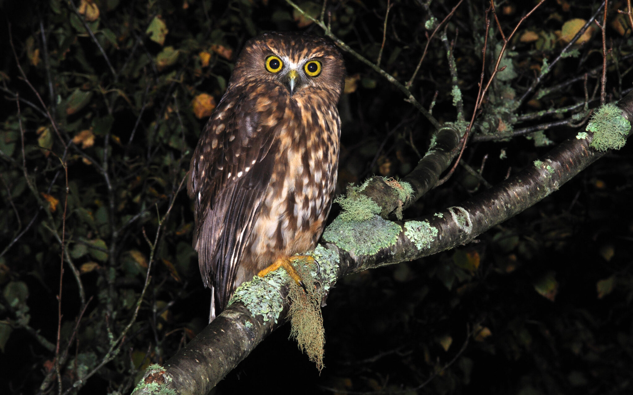 The owls of Australia - Australian Geographic